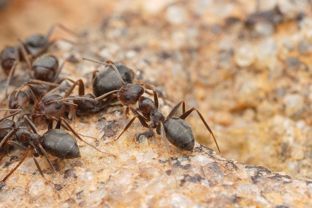 Pallid Pugnacious ant from Silver Mine (Nature Reserve), Cape Town ...