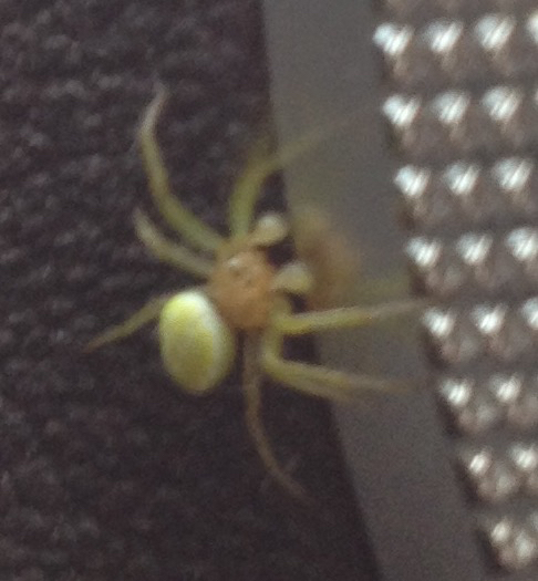 Cucumber Spiders in May 2016 by Dino Biancolini. Sorry for the low ...