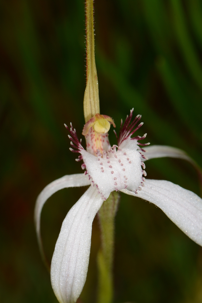 Darling Scarp white spider orchid from Dunsborough WA 6281, Australia ...