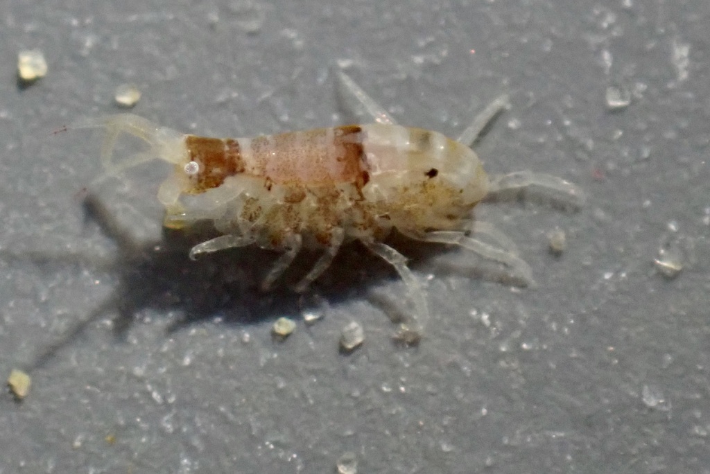 Ischyroceridae from Dillon Beach, CA, USA on March 8, 2024 at 05:13 AM ...