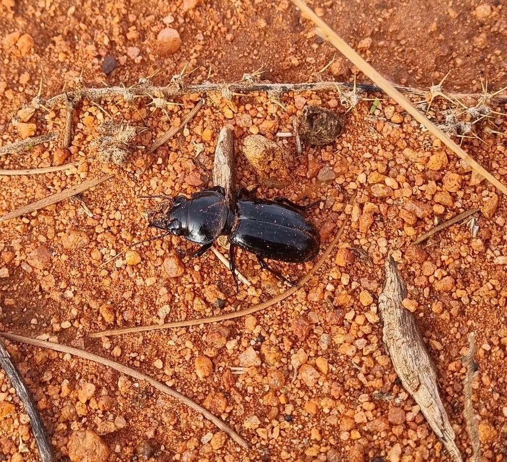 Carenina from Wanarn WA 0872, Australia on March 9, 2024 at 06:47 AM by ...