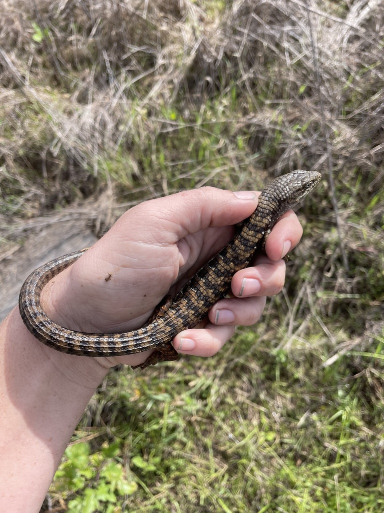 San Diego Alligator Lizard in March 2024 by Brandon Troth · iNaturalist
