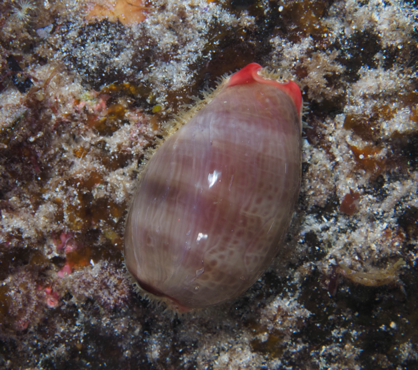 Austrocypraea reevei from Frenchman Bay WA, Australia on March 2, 2024 ...
