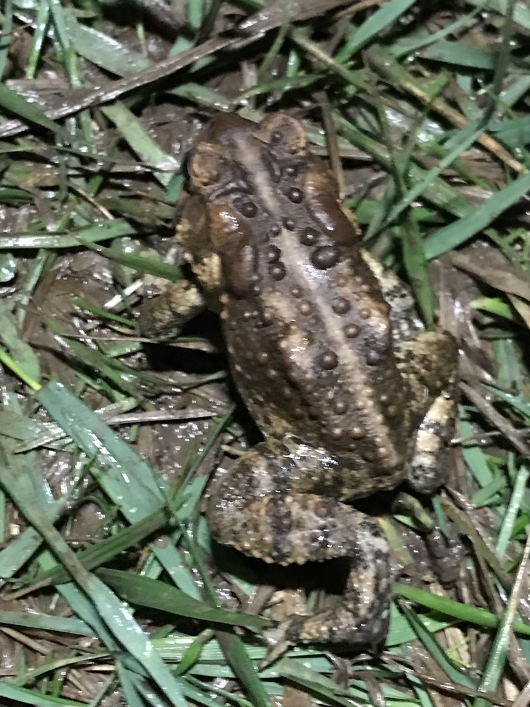 American Toad from Waynesville, OH, US on March 5, 2024 at 08:49 PM by ...