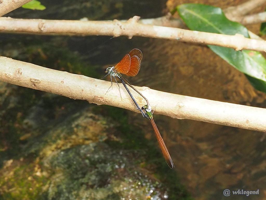 Indochinese Copperwing from 香港 on April 22, 2019 at 01:06 PM by ...