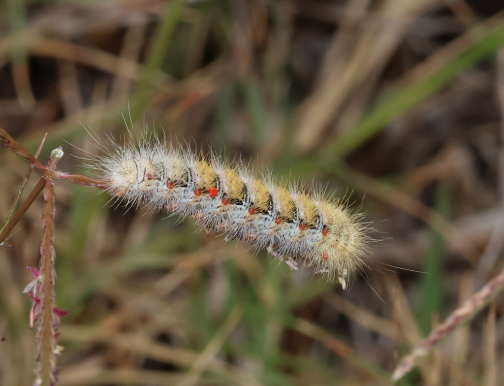 Anthelid Lappet Moths from Long Forest, S end of Long Forest Road, VIC ...