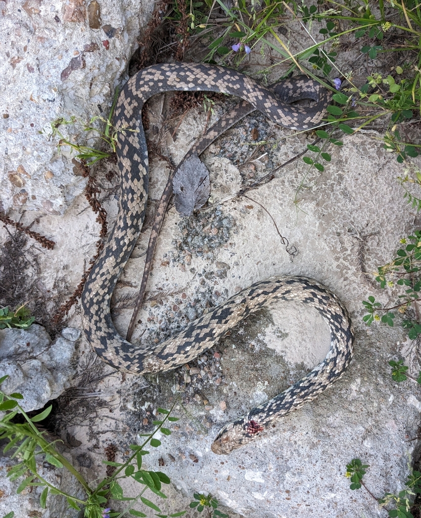 Buttermilk Racer from Humble, TX 77338, USA on March 8, 2024 at 06:03 ...