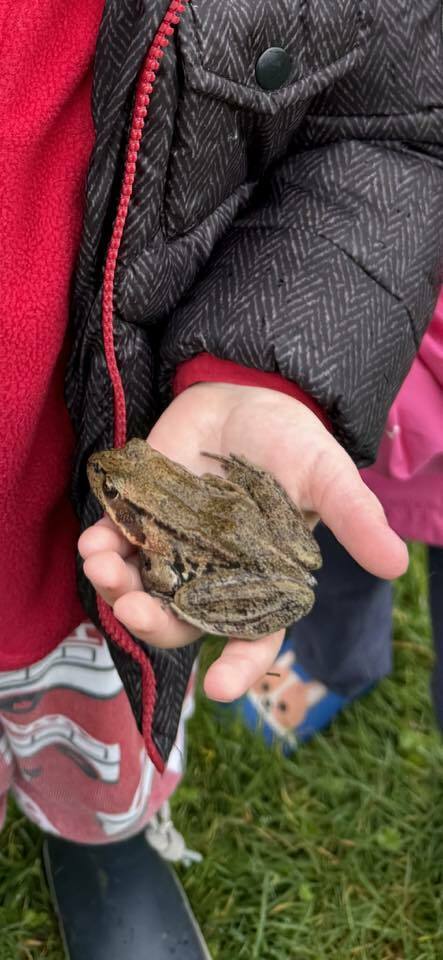 Northern Red-legged Frog in February 2024 by Columbia County Oregon ...