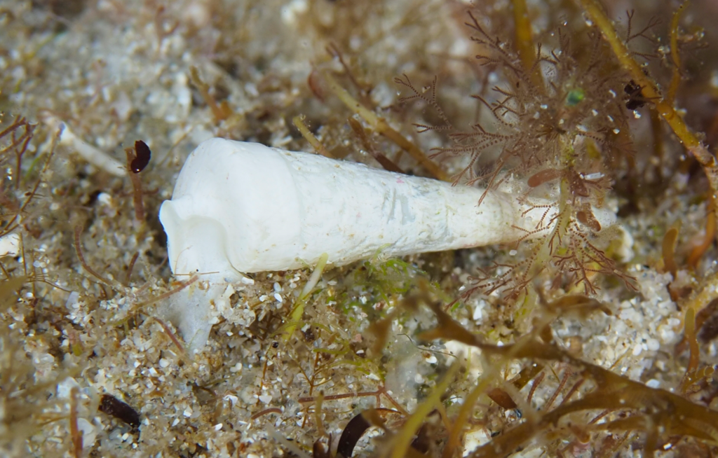 Bell Clapper from Denmark, WA, Australia on March 3, 2024 at 09:34 PM ...