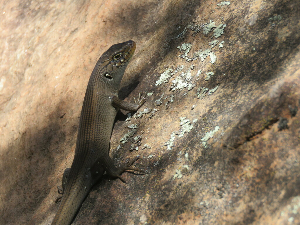 Eastern Ranges Rock Skink from Kaputar NSW 2390, Australia on March 9 ...