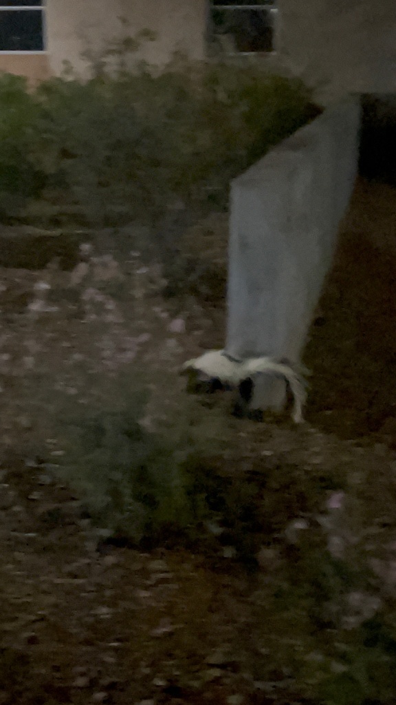 Striped Skunk from Arizona State University, Mesa, AZ, US on March 8 ...