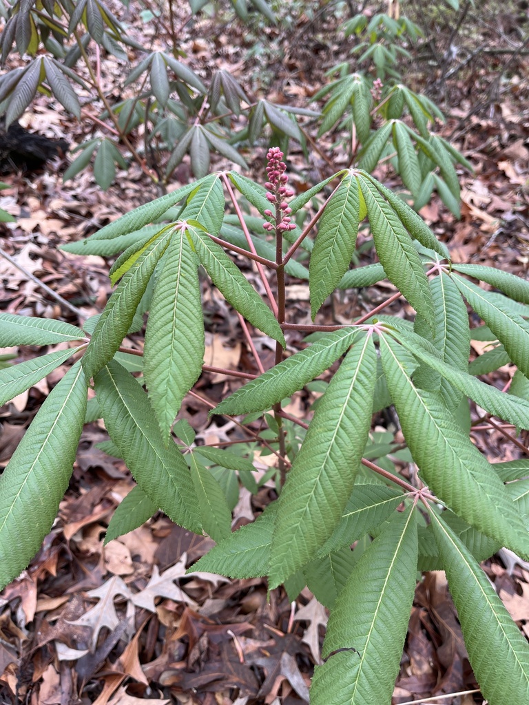 Red Buckeye from University of Central Arkansas, Conway, AR, US on ...