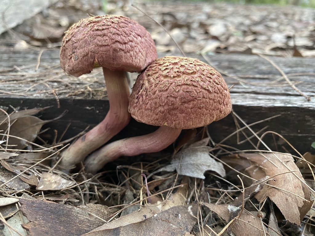 Boletellus deceptivus from Woodbrook Trl, Murrays Beach, NSW, AU on ...