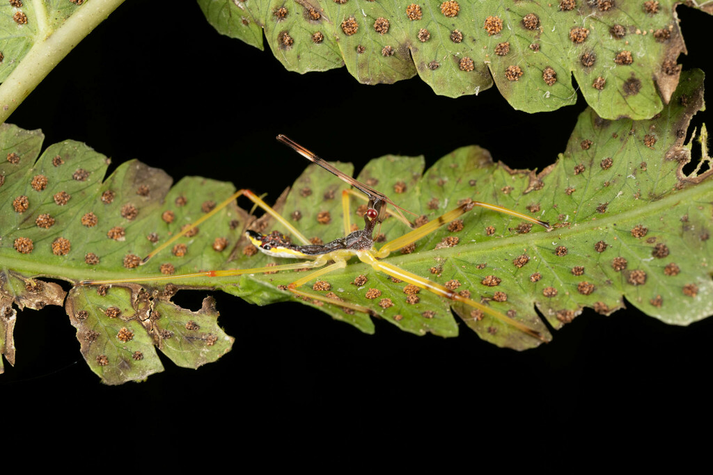 Epidaus famulus from 中国海南省五指山市水满路五指山热带雨林风景区 邮政编码: 572215 on February 15 ...