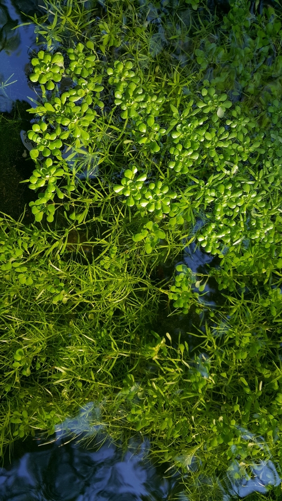 Large Water-starwort (ADIRONDACK RESEARCH GUIDEBOOK) · iNaturalist