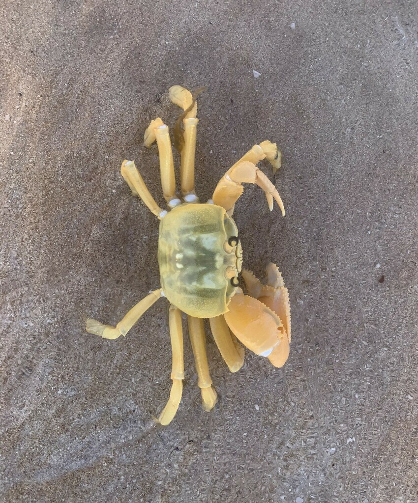 Golden Ghost Crab from Lyndon WA 6701, Australia on February 27, 2024 ...