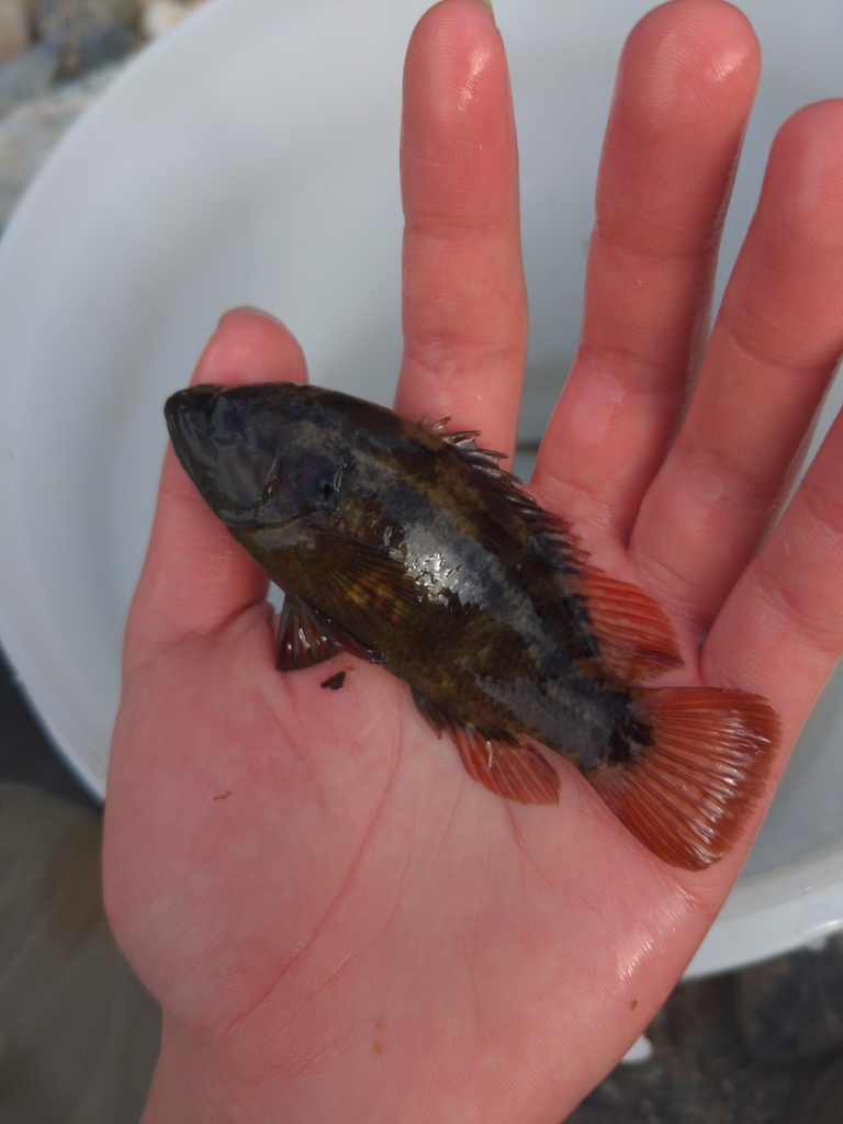 Japanese Perch in March 2024 by アルセド · iNaturalist