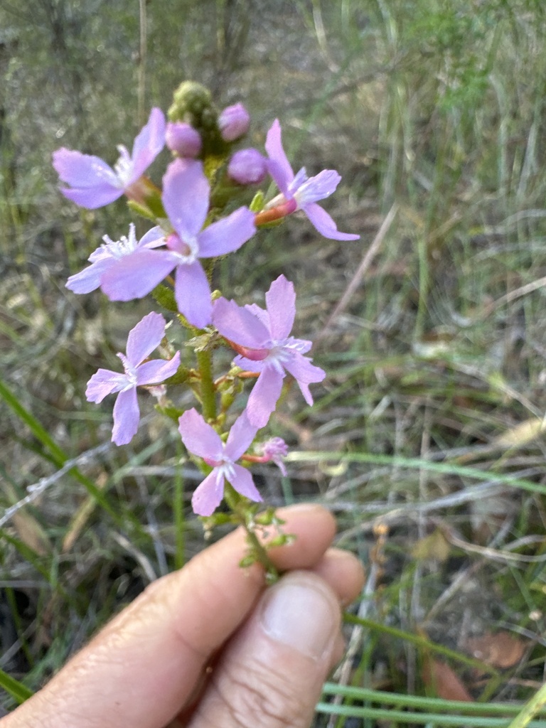 Grass Triggerplant from Honeyeater Dr, Greenbank, QLD, AU on March 9 ...