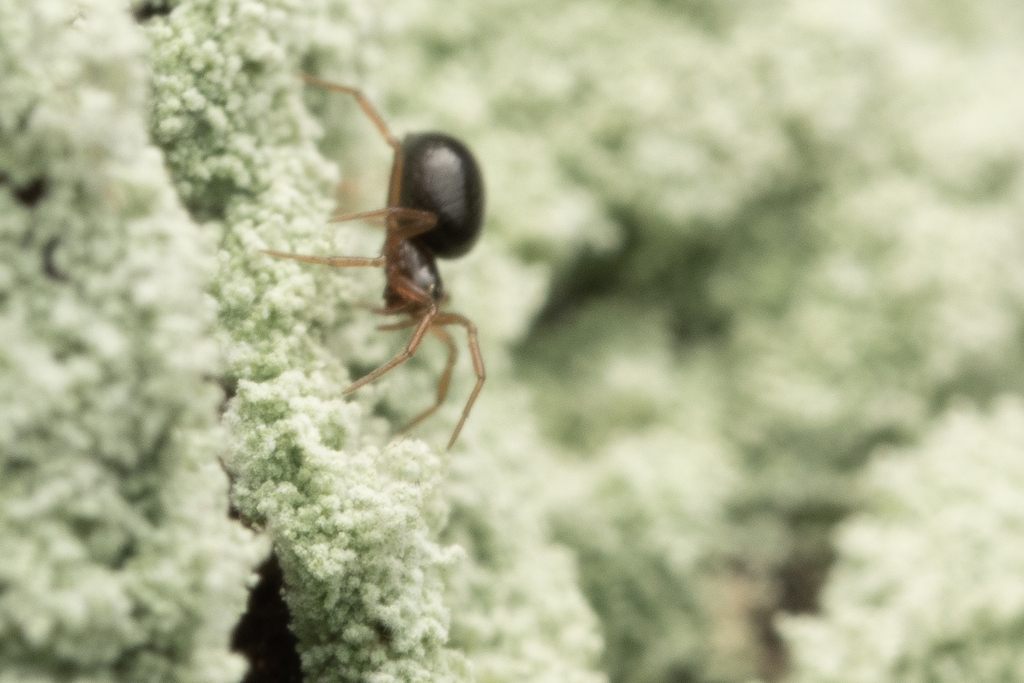 Dwarf Spiders in March 2024 by Alan Yoshioka · iNaturalist
