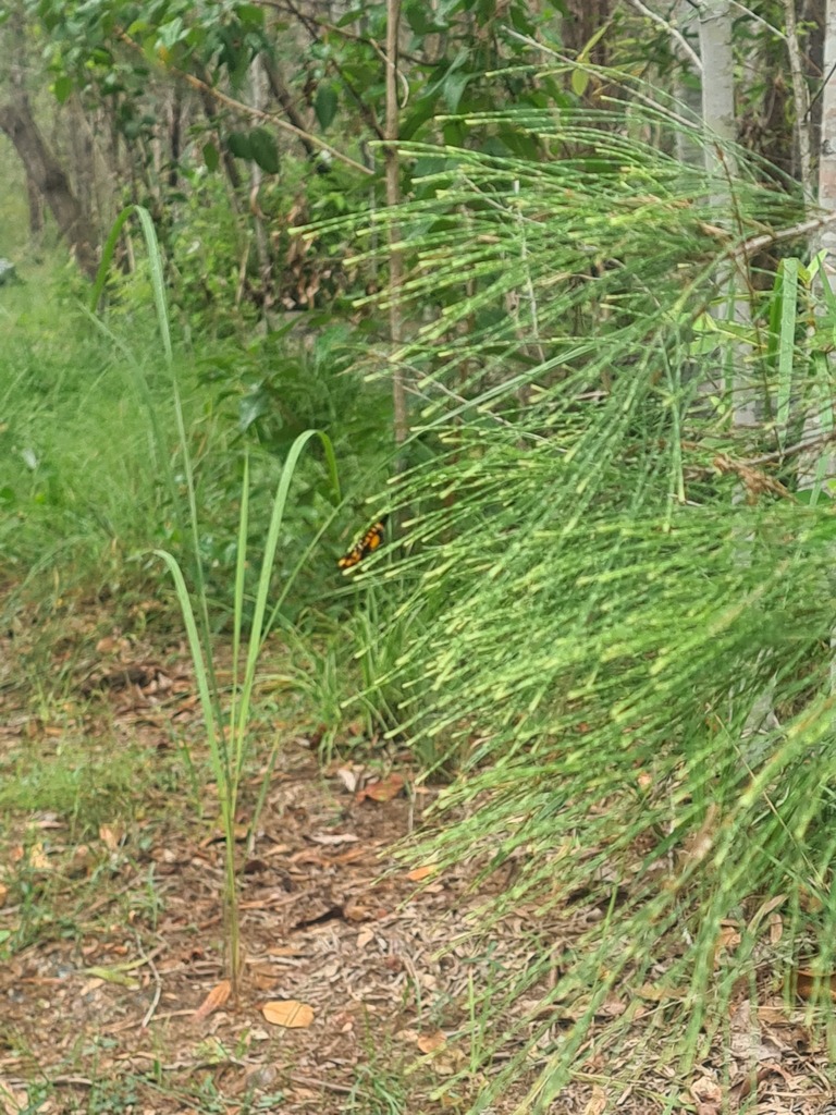 Miscera homotona from Talegalla Weir QLD 4650, Australia on March 9 ...