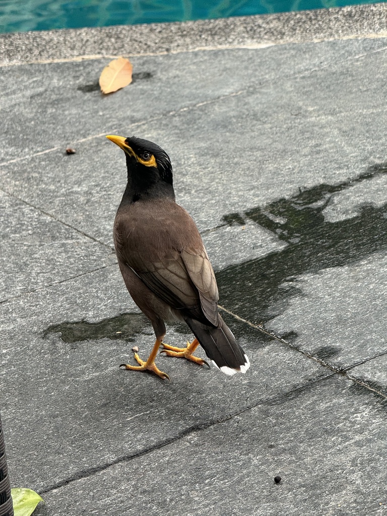 Common Indian Myna from Ko Phuket, Phuket, Провинция Пхукет, TH on ...