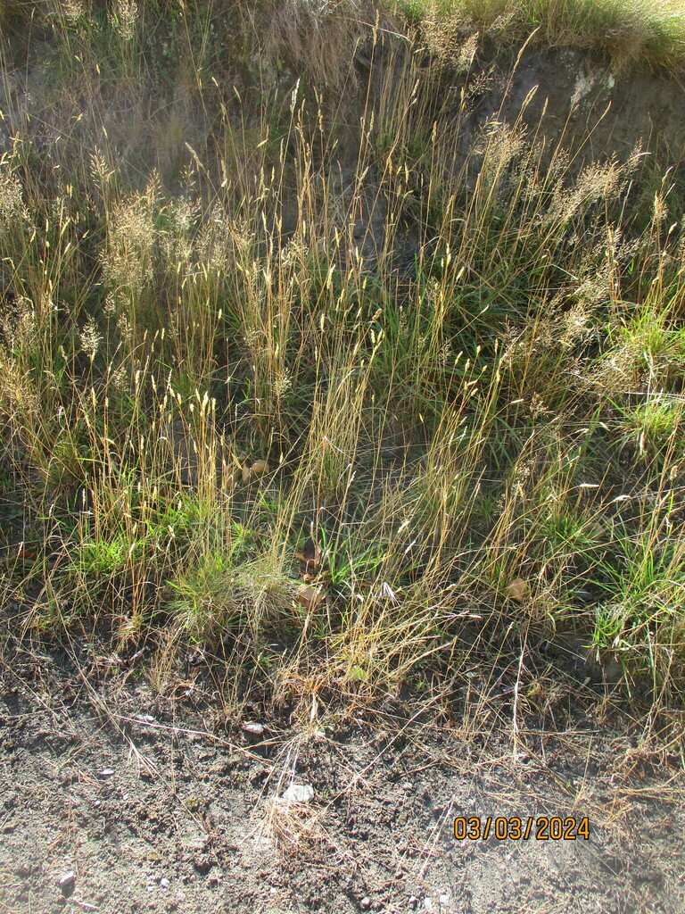 sweet vernal grass from Devils Staircase 9793, New Zealand on March 3 ...