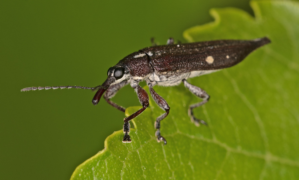 Two-Spotted Weevil from Ridgeway TAS 7054, Australia on March 8, 2024 ...