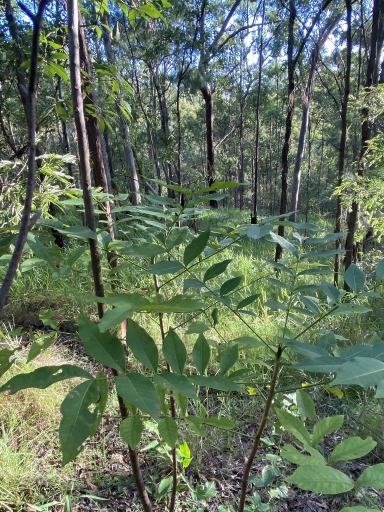 Crows Ash from Mt Coot-tha Forest, Mount Coot-Tha, QLD, AU on March 9 ...