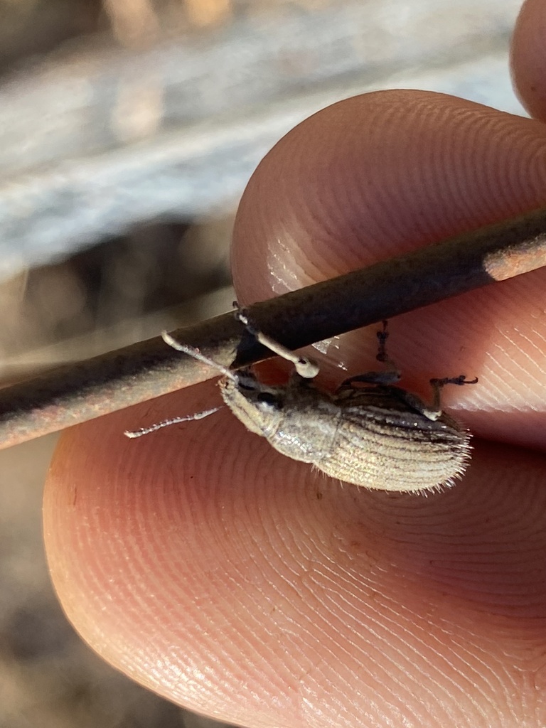 White-fringed weevil from Tasmania, Summerhill, TAS, AU on March 7 ...