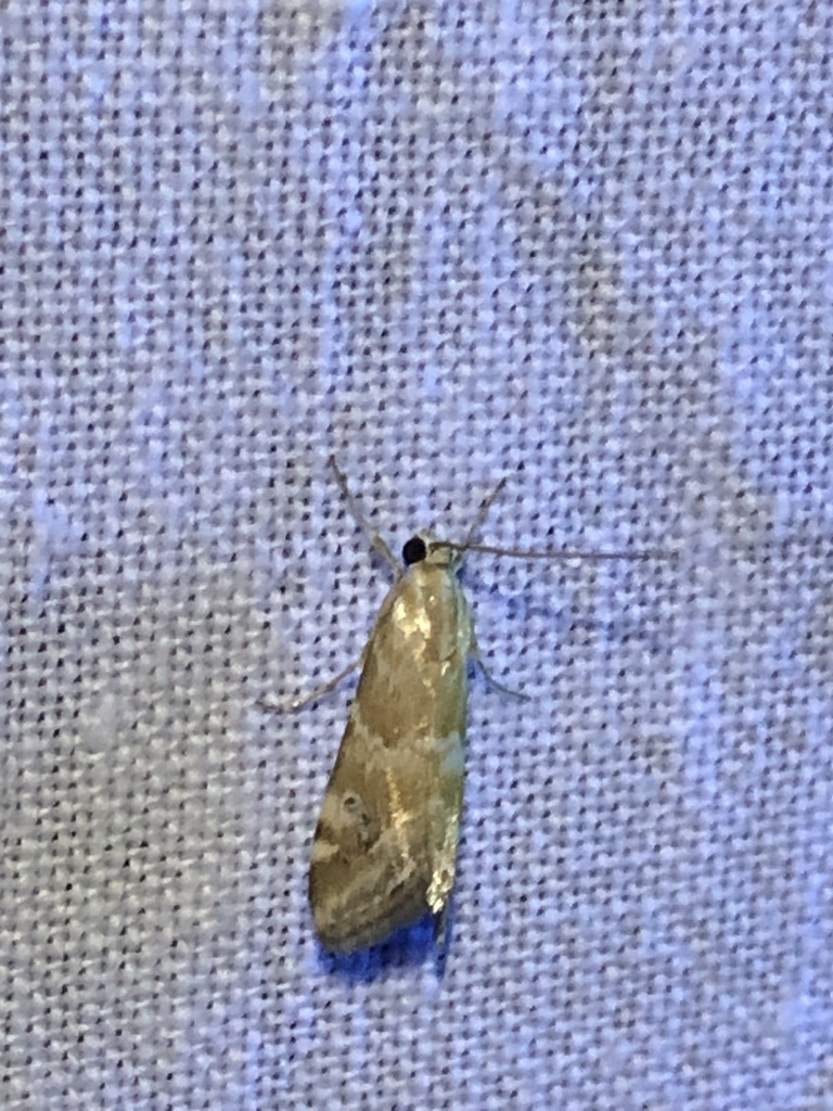 cabbage centre grub from Kingston Ave, Seacombe Gardens, SA, AU on ...