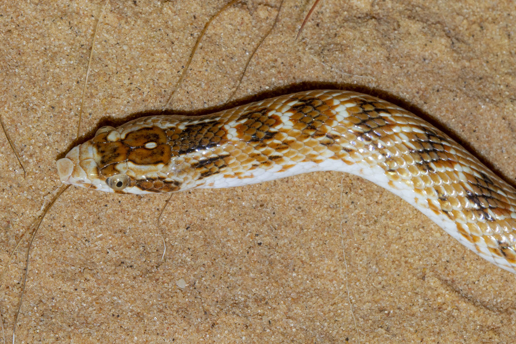 Awl-headed Snake from Nitzana, Negev Desert, Israel on March 22, 2019 ...