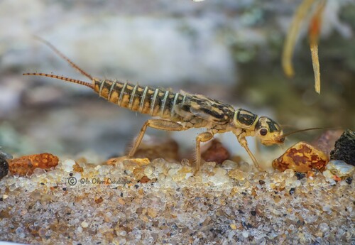 Isoperla difformis · iNaturalist Ecuador