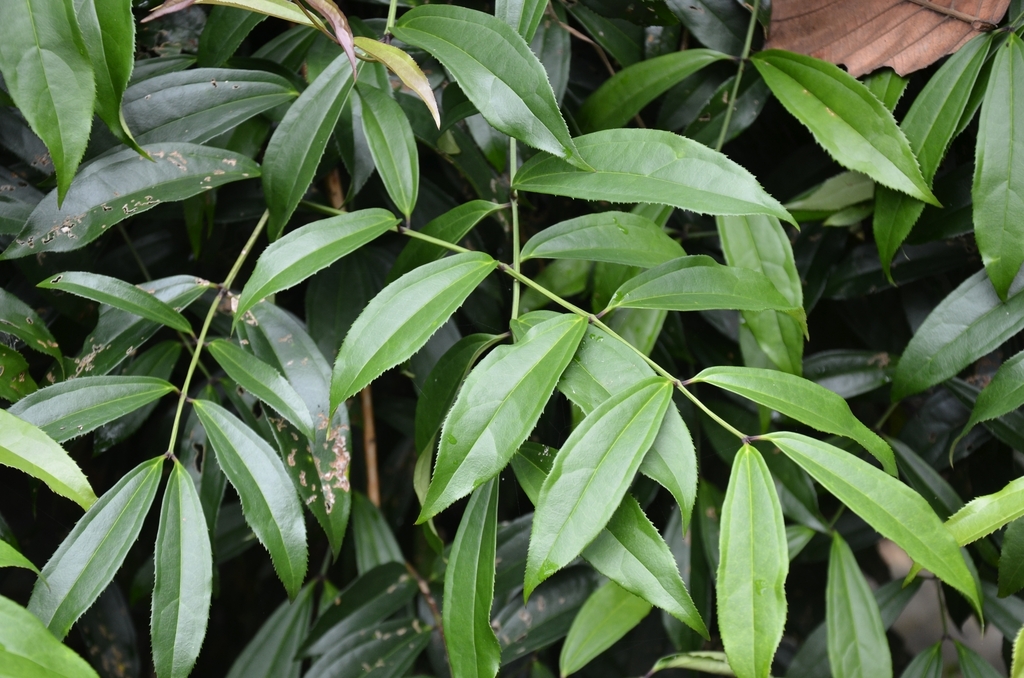 Myxopyrum smilacifolium from JVCP+35Q, Yendayar, Pothan Mala, Yendayar ...