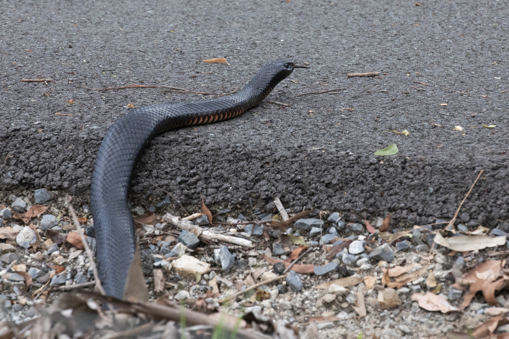 Red-bellied Black Snake from Sancrox NSW 2446, Australia on January 4 ...