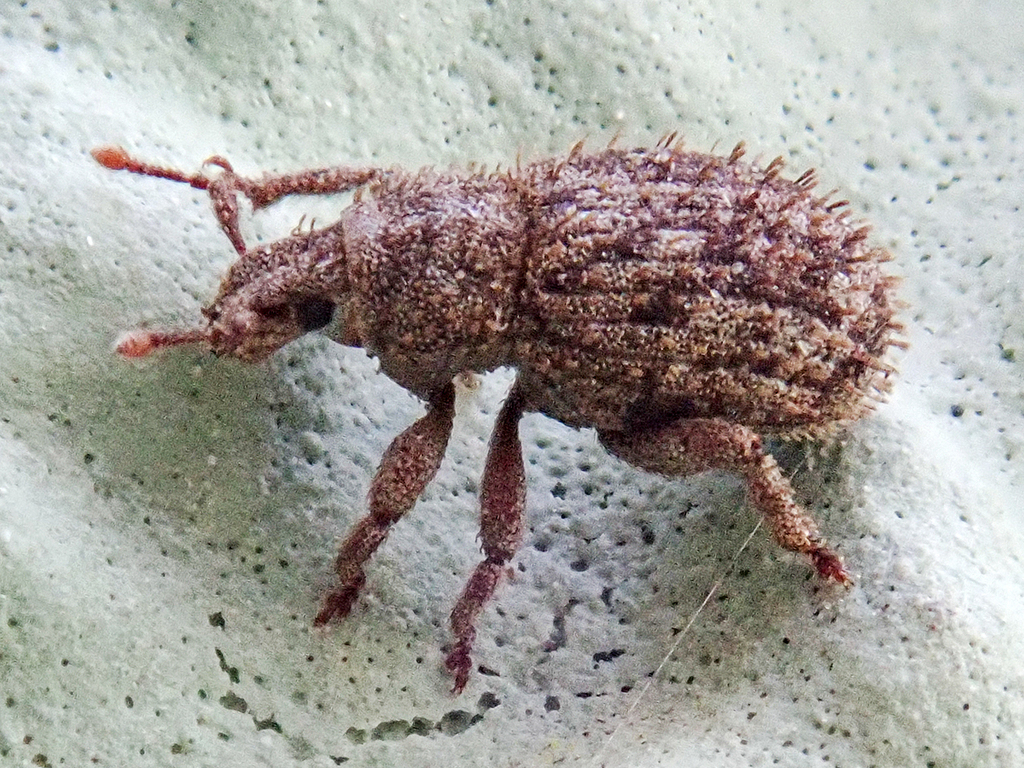 Trachyphloeini from 67459 Böhl-Iggelheim-Iggelheim, Deutschland on ...