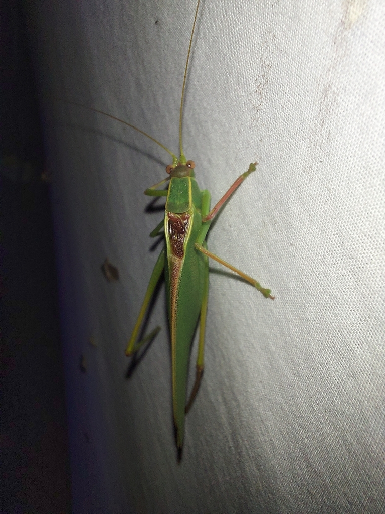 Torbia from Lal Lal VIC 3352, Australia on March 9, 2024 at 10:18 PM by ...