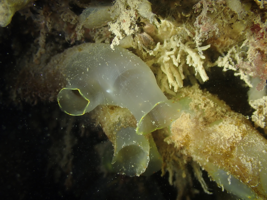 Sea Vase from Ille-et-Vilaine, Bretagne, FR on March 8, 2024 at 08:04 ...
