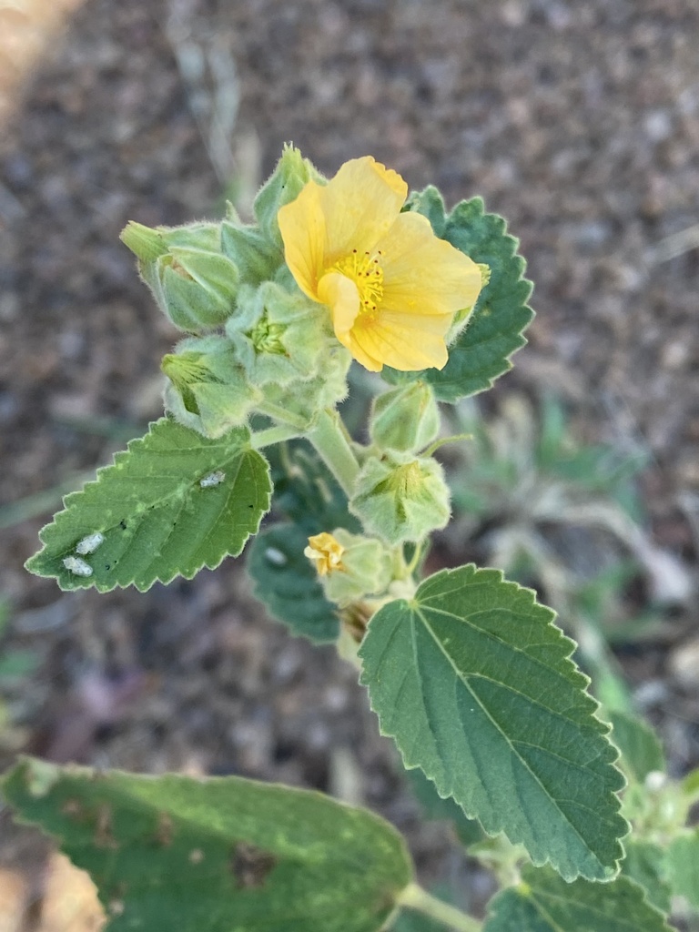 flannel weed from Madibeng Rural, Brits, North West, ZA on March 9 ...