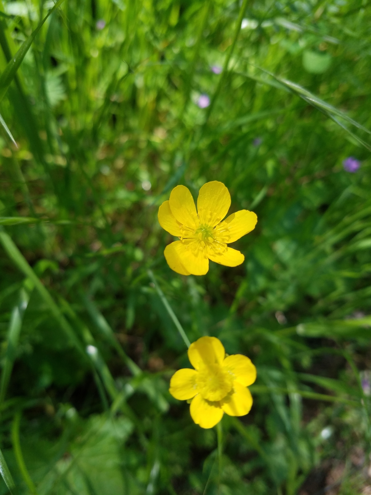 Ranunculus canus Benth.