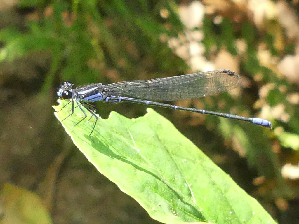 Oculate Dancer from Puntarenas Province, Osa, Costa Rica on February 5 ...