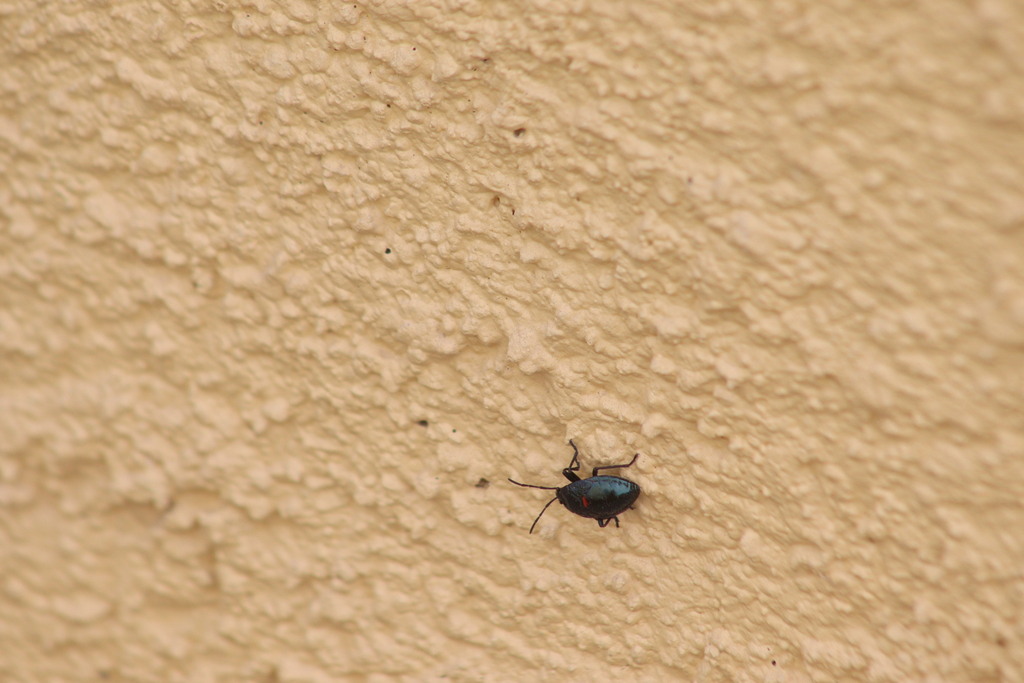 True Bugs from 48987 Barra de Navidad, Jal., México on January 17, 2024 ...