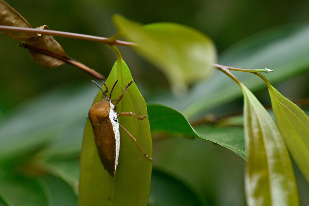 Lychee Stink Bug from 110台灣台北市信義區松山路 on March 9, 2024 at 03:11 PM by ...