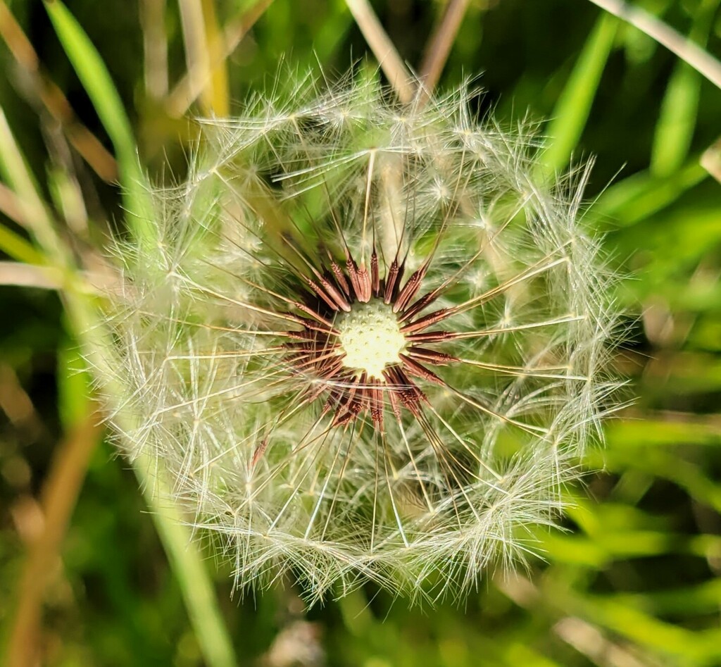 red-seeded dandelion from Talbot County, MD, USA on April 24, 2023 at ...