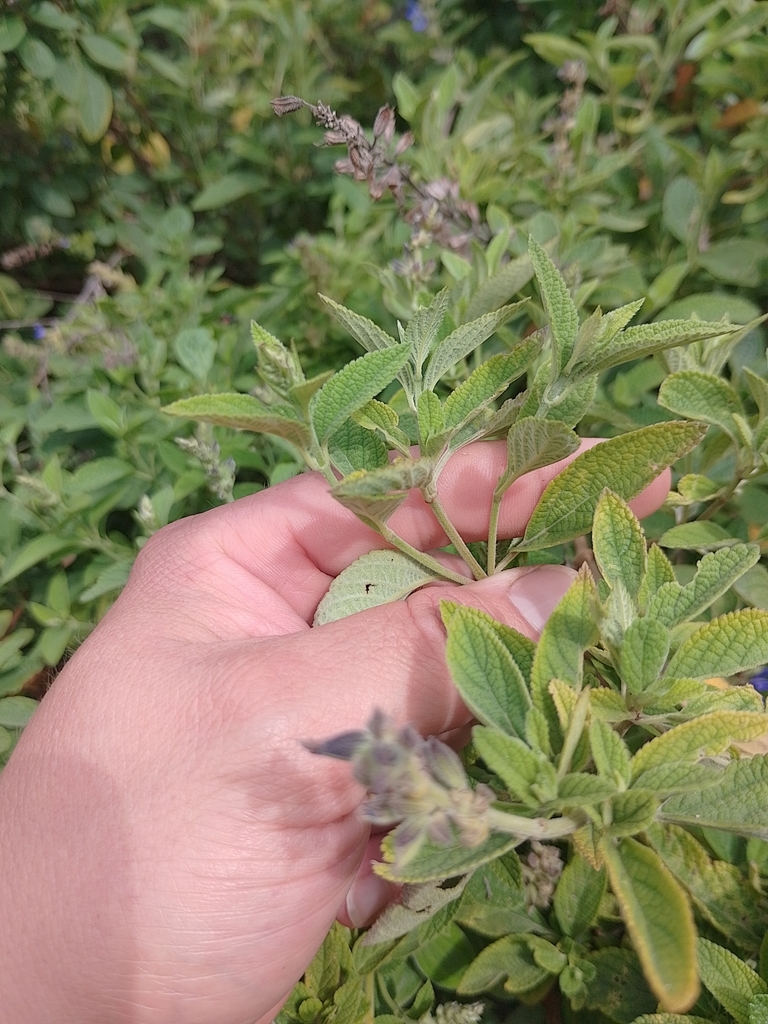 Bogotan Paramosage from Engativá, Bogotá, Bogota, Colombia on March 8 ...