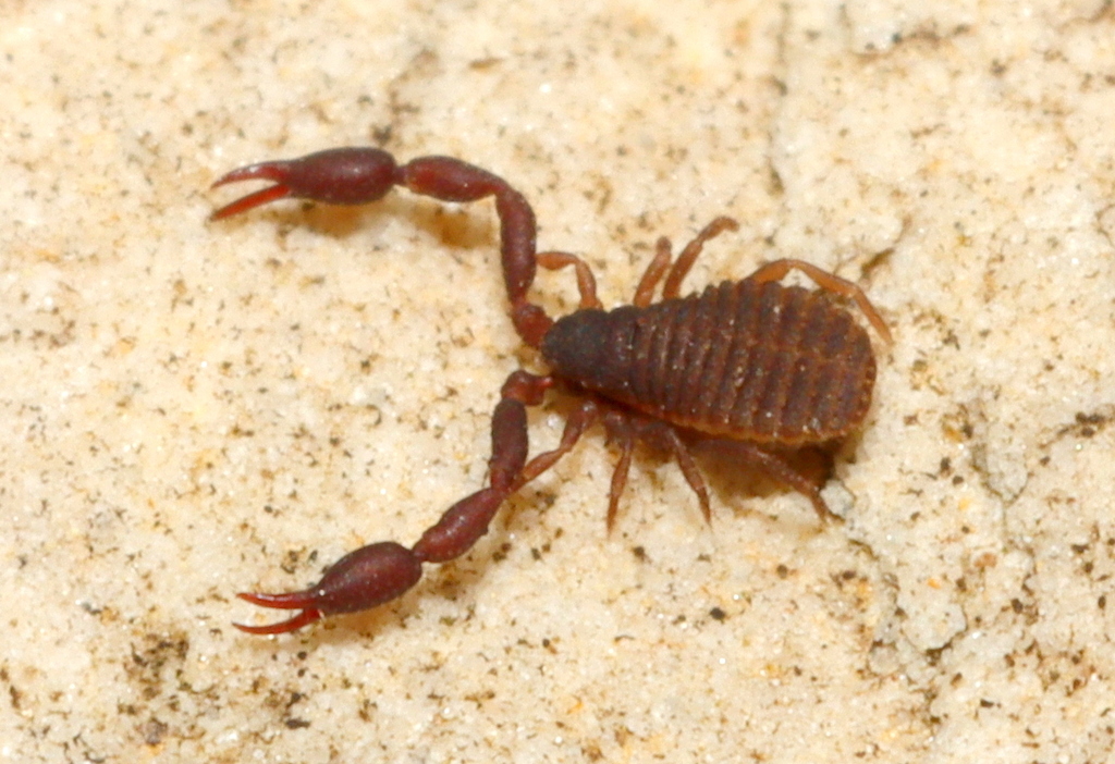 Cheliferidae from Mostertsdrift, Stellenbosch, 7600, South Africa on ...