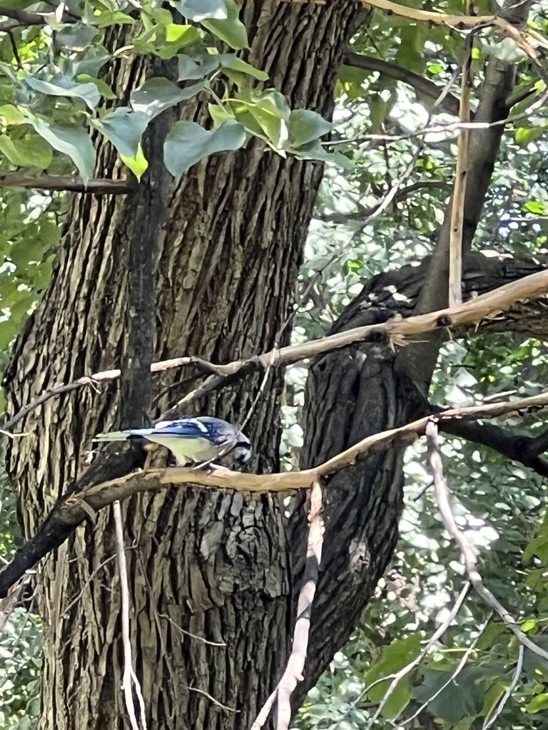 Blue Jay from Central Park, New York, NY, US on August 5, 2023 at 11:36 ...