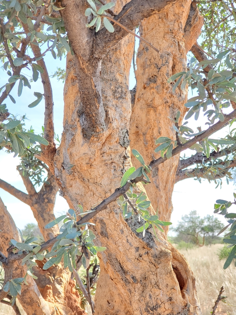 Shepherds tree from Otjozondjupa, Namibia on March 8, 2024 at 09:23 AM ...