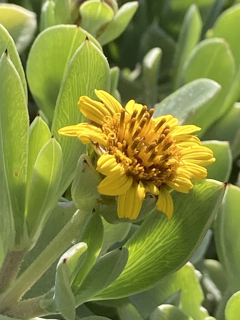 Tree Seaside Tansy from BS on March 9, 2024 at 09:22 AM by y2k-22. The ...