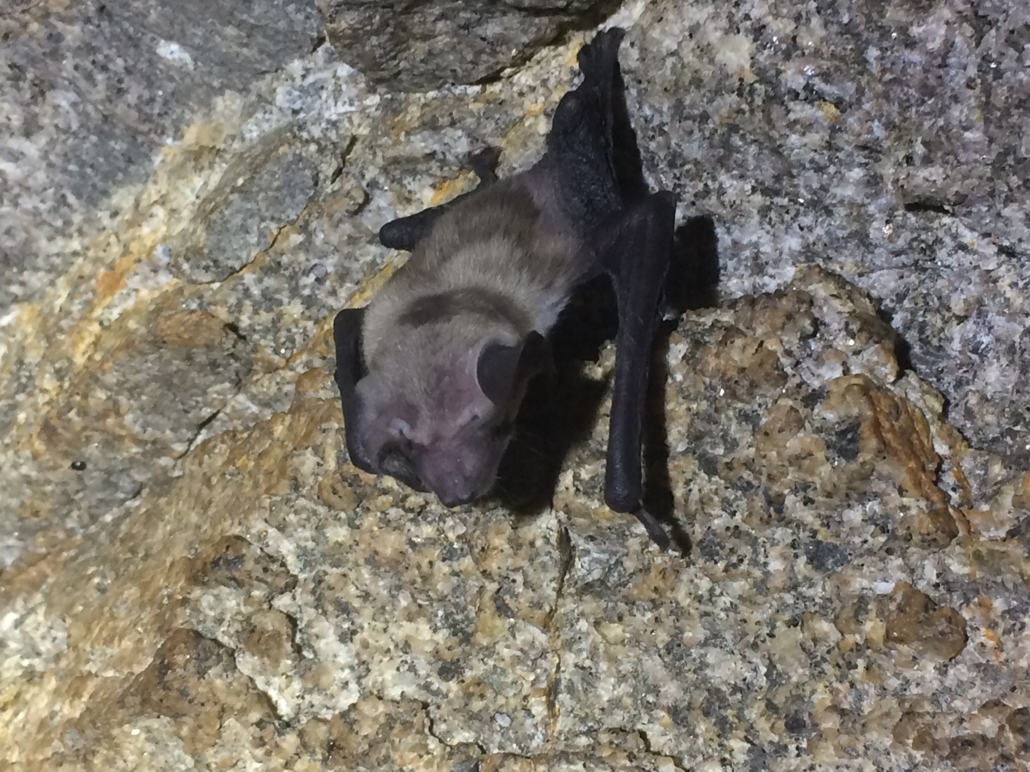 Histiotus montanus (Philippi & Landbeck, 1861)