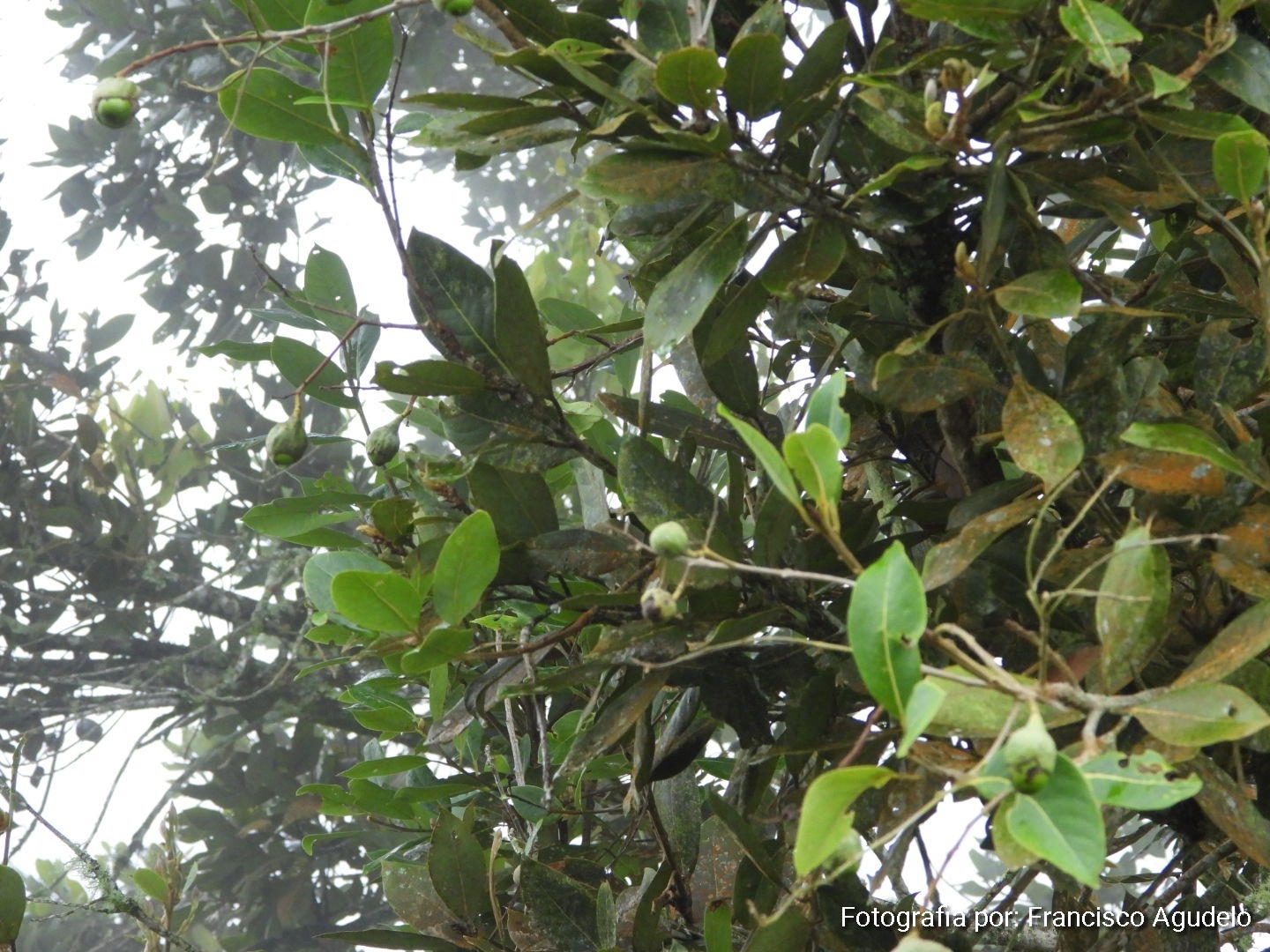 Aniba perutilis Hemsl.